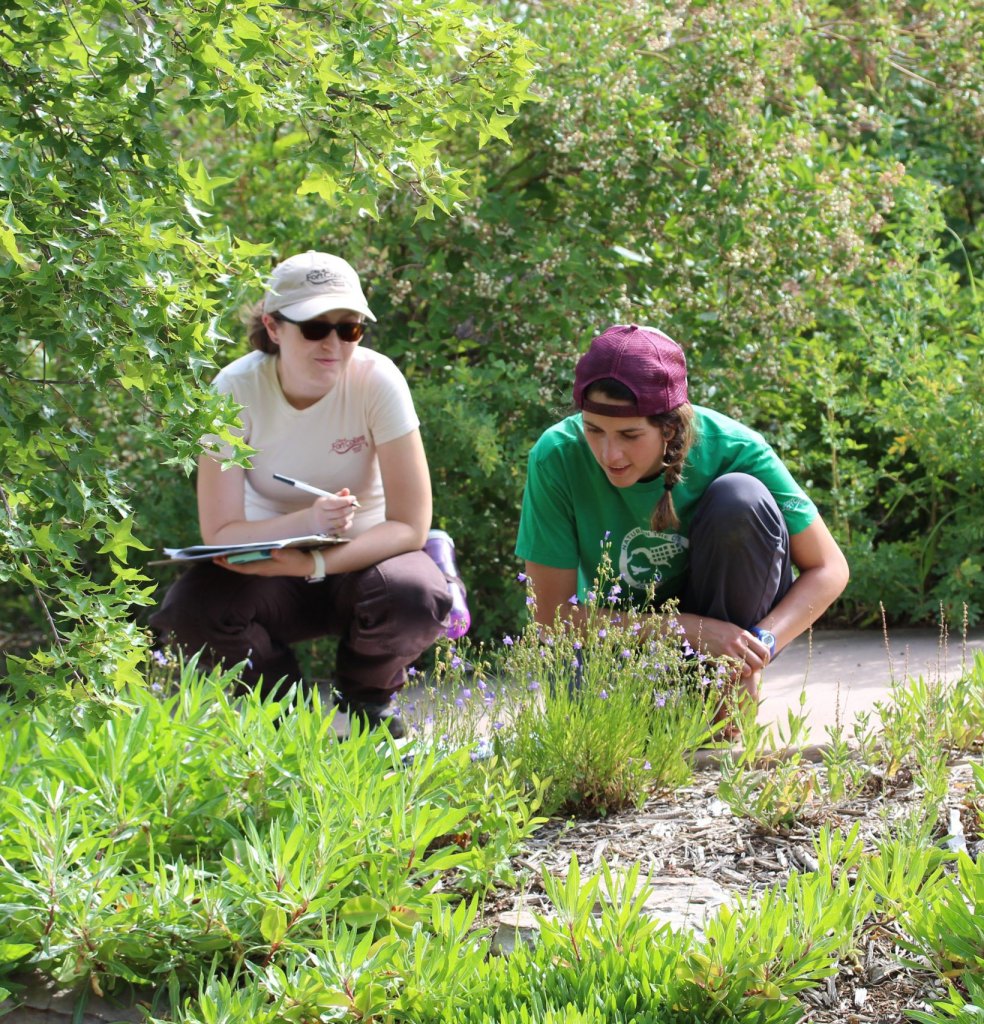 Native Bee Watch Community Science Program | CSU Extension
