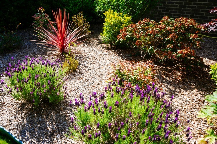 Low-Flammability Demonstration Garden - Jefferson County | CSU Extension