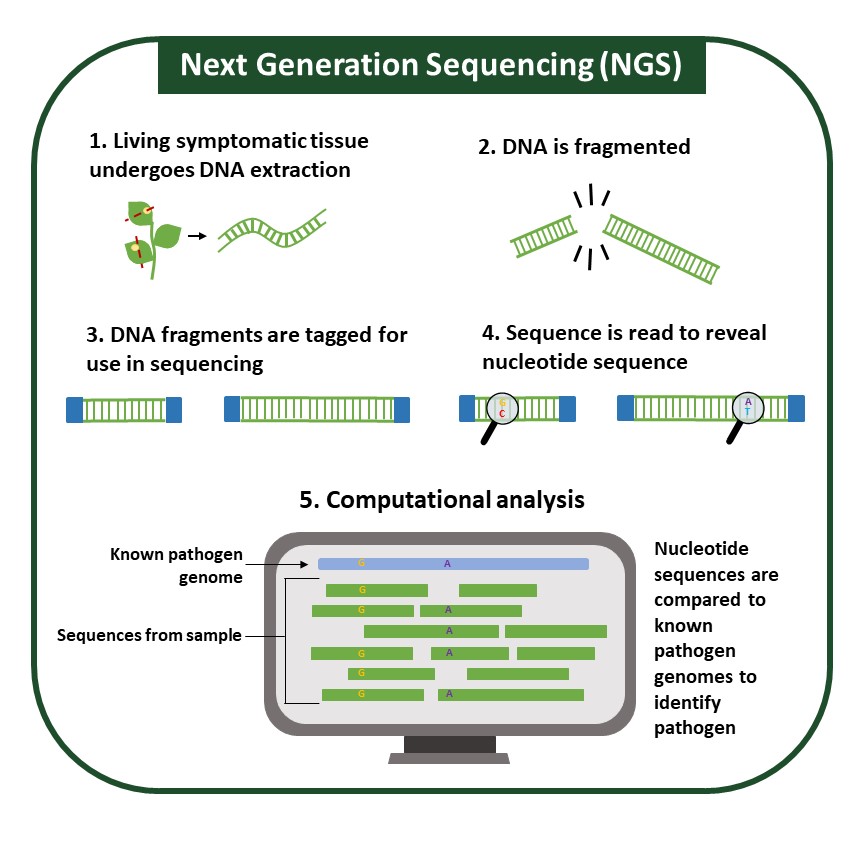 Molecular Methods for Diagnosing Plant Diseases | CSU Extension