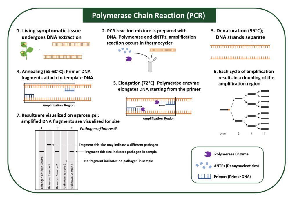 Molecular Methods for Diagnosing Plant Diseases | CSU Extension