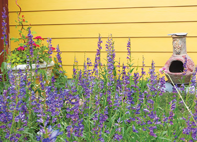 Firewise Plant Material from CSU Extension Service - Jared's Nursery