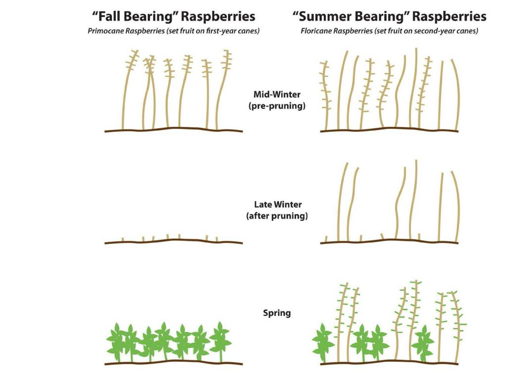 Raspberries for the Home Garden | Colorado State University Extension ...