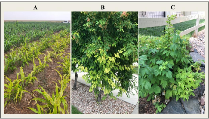 Changing Soil PH | Colorado State University Extension Website