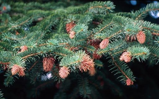 Cooley Spruce Galls | Colorado State University Extension Website