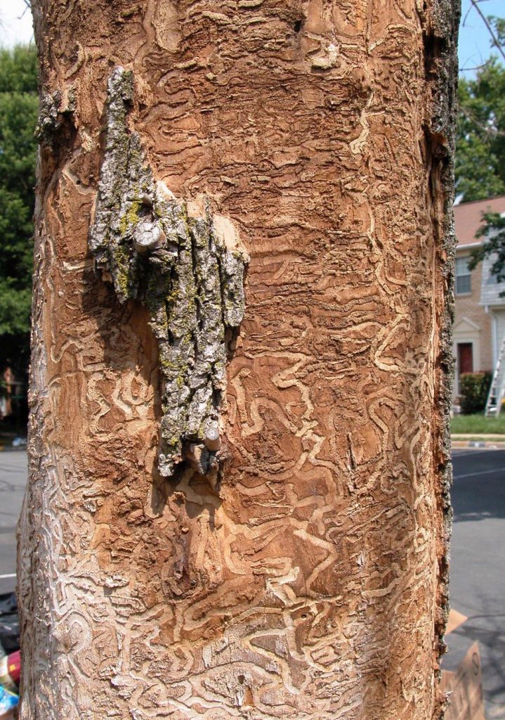 Insecticides Used to Control Emerald Ash Borer on Residential Shade ...