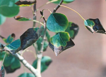 Leaf Scorch | Colorado State University Extension Website