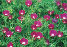 Native Herbaceous Perennials for Colorado Landscapes | Colorado State ...