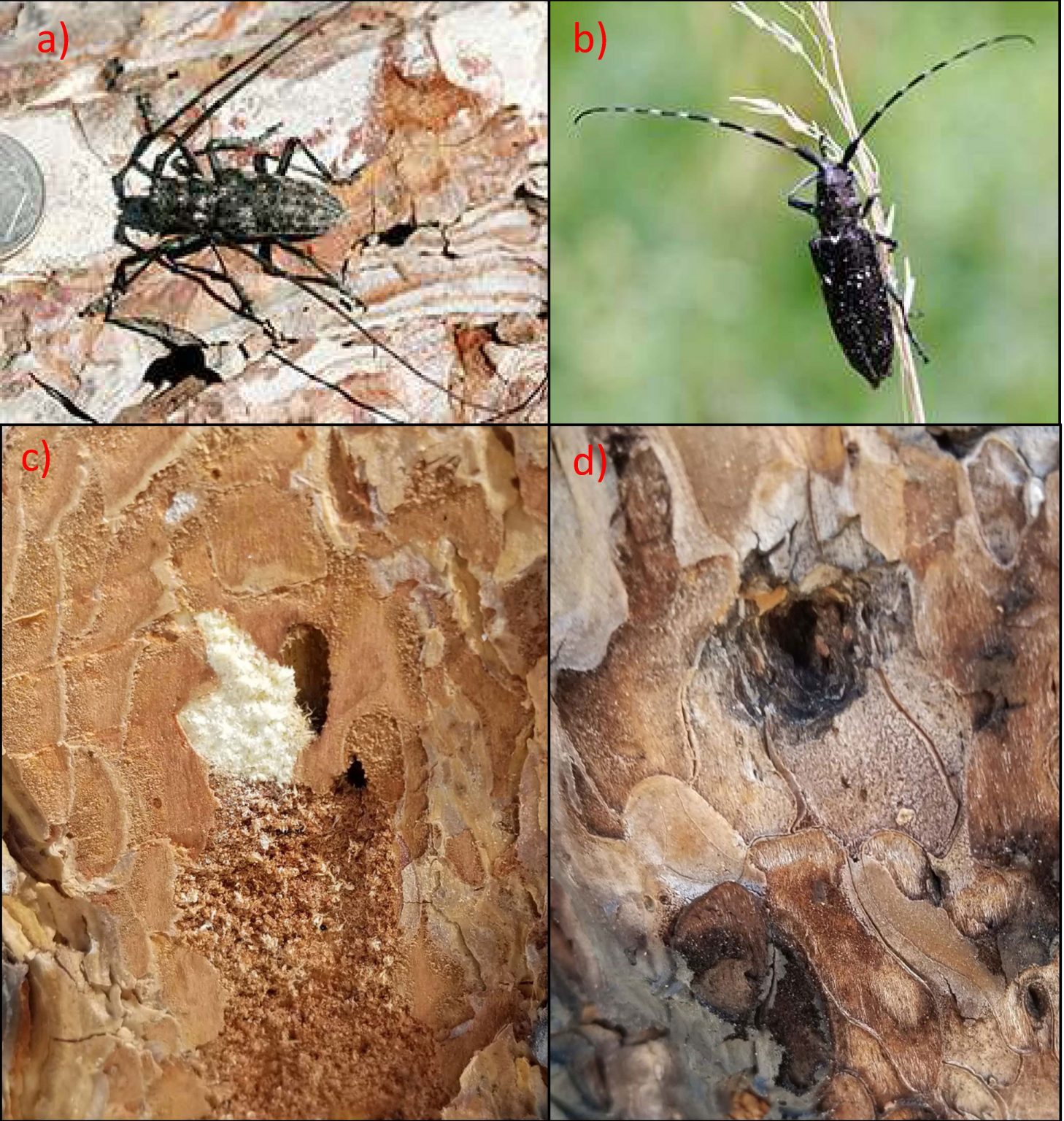 Pine Wilt Disease | Colorado State University Extension Website