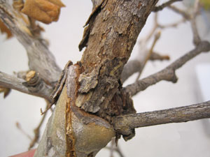 Sycamore Anthracnose | Colorado State University Extension