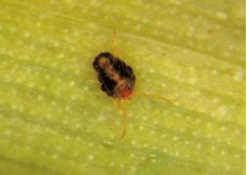 Clover Mites and Other Mites of Turfgrass | Colorado State University ...