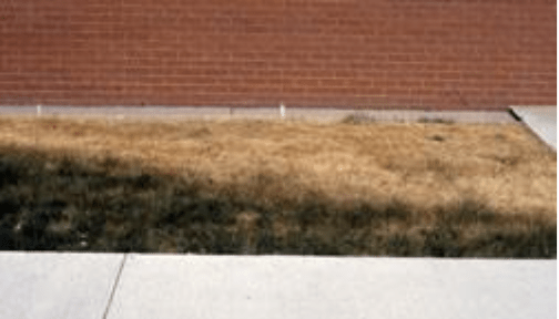 Clover Mites and Other Mites of Turfgrass | Colorado State University ...
