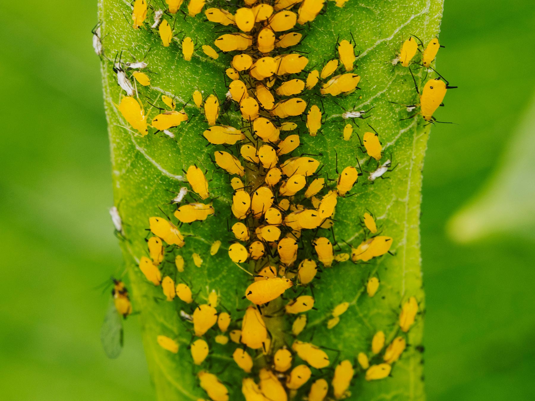 Pest Management - CSU Extension