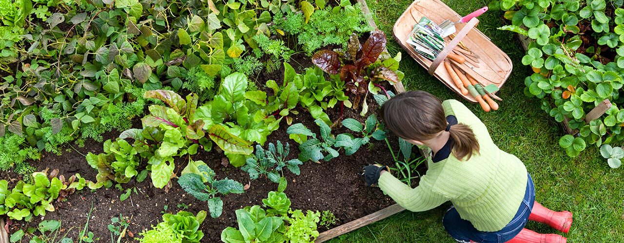Gardening Basics - CSU Extension