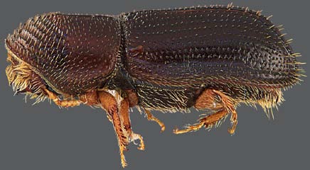 Pest Alert - Walnut Twig Beetle and Thousand Cankers Disease of Black ...