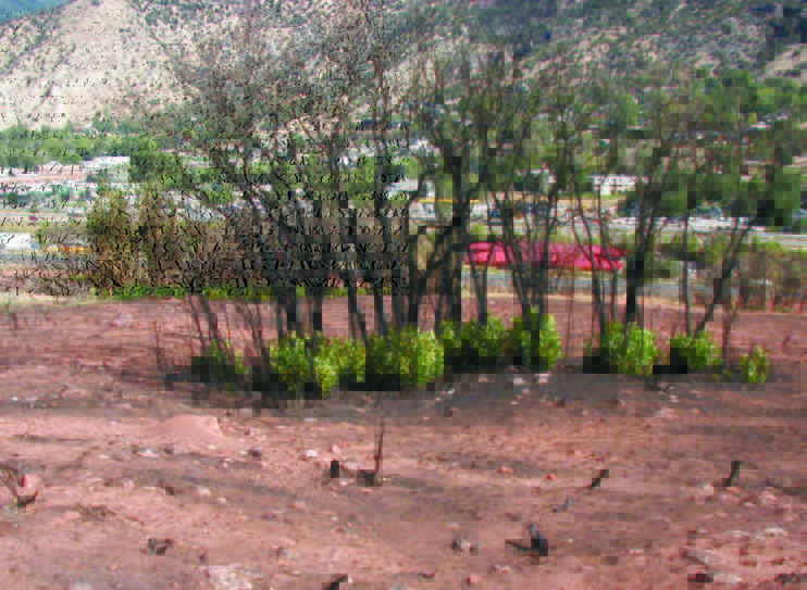 Gambel Oak Management | Colorado State University Extension