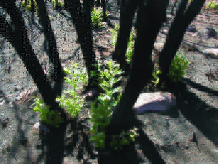 Gambel Oak Management | Colorado State University Extension
