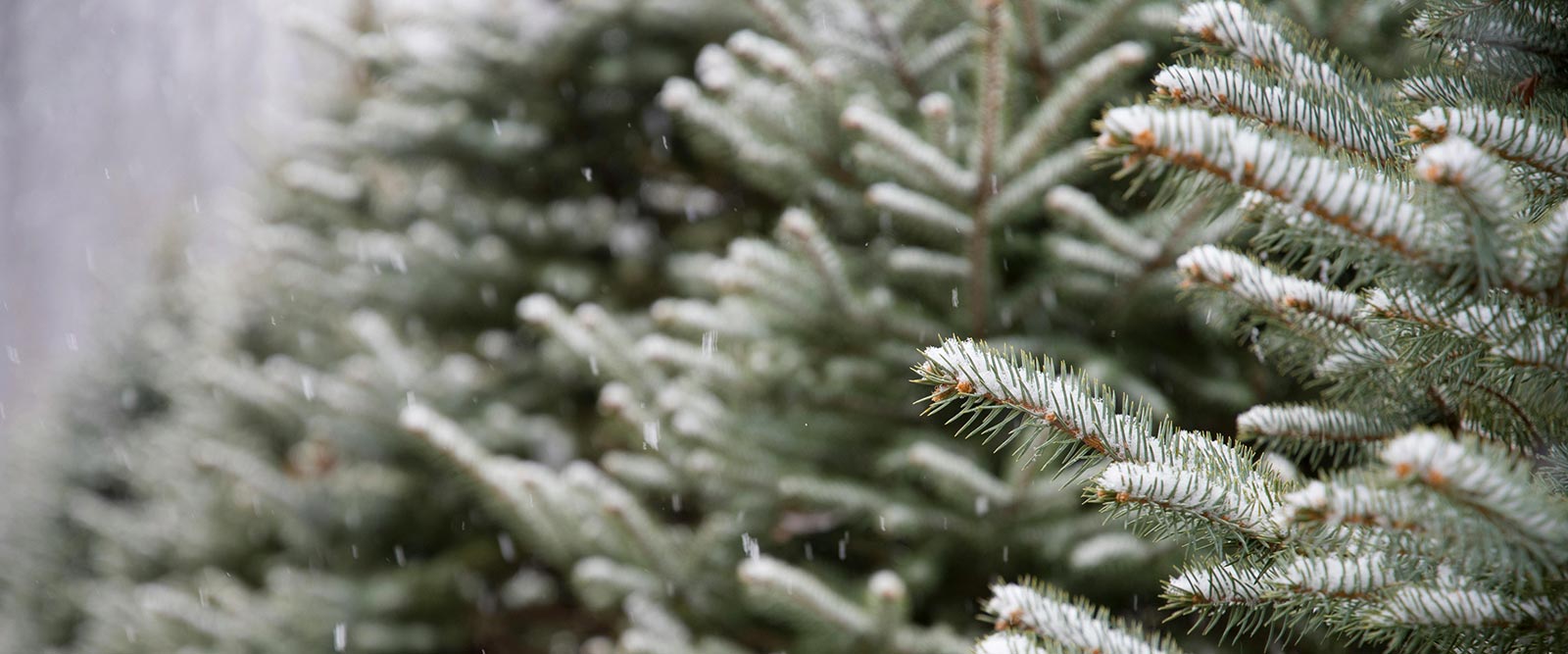 Evergreen Trees | CSU Extension