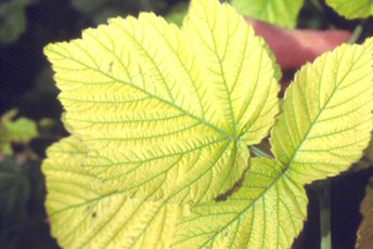 Growing Raspberries in Colorado Gardens | CSU Extension