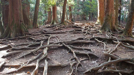 Understanding Tree Roots | CSU Extension