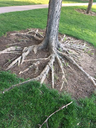 Understanding Tree Roots | CSU Extension