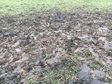Managing Cattle Impacts on Wet Soils