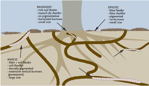 Earthworms | Colorado State University Extension
