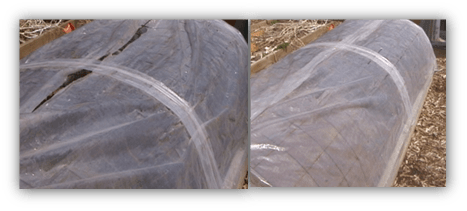 Frost Protection and Extending the Growing Season | CSU Extension