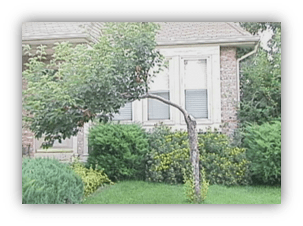 Pruning Mature Shade Trees | CSU Extension
