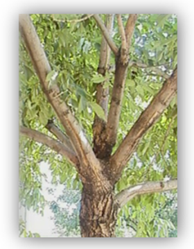 Tree Growth and Decay | CSU Extension