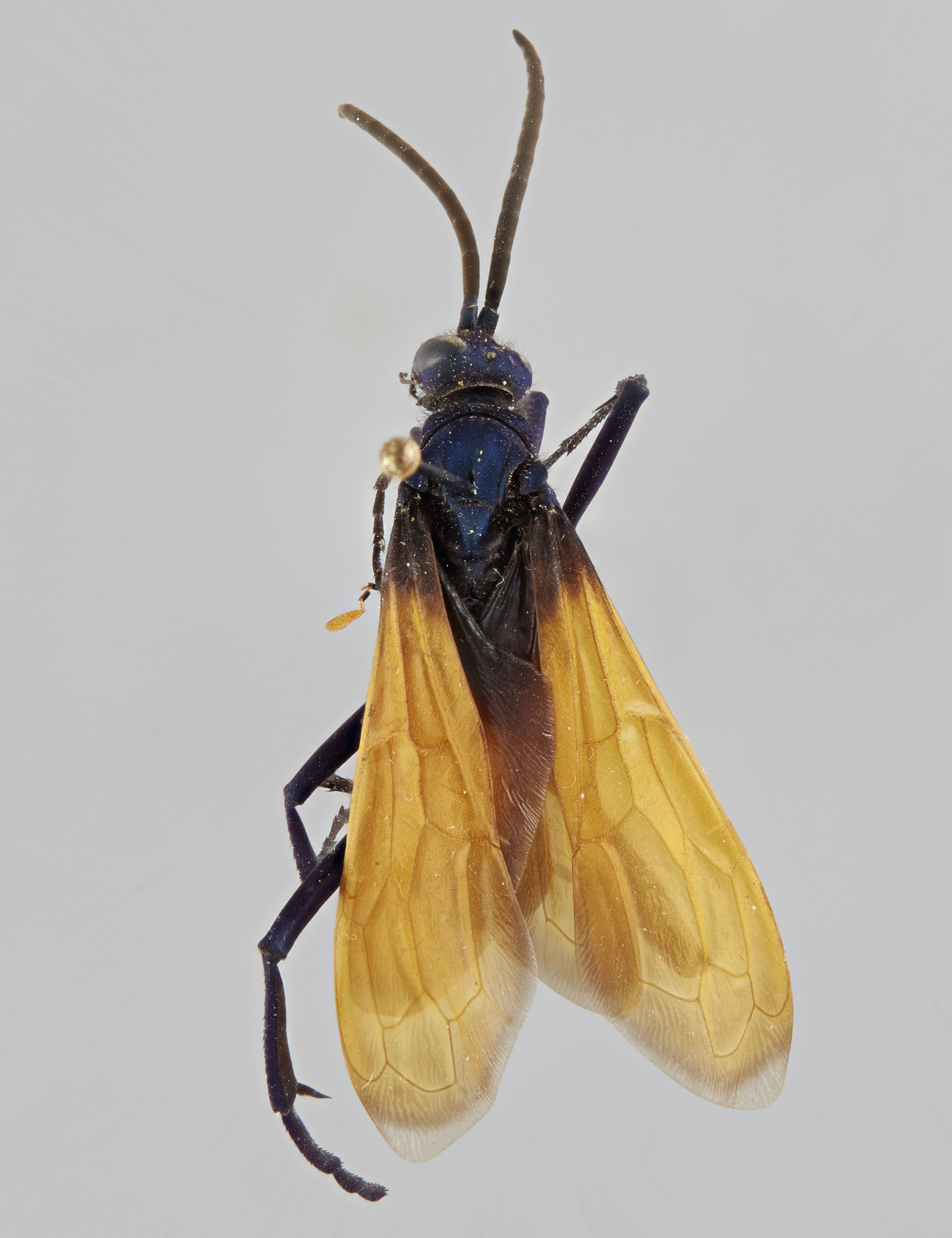 Tarantula Hawks of Colorado | CSU Extension
