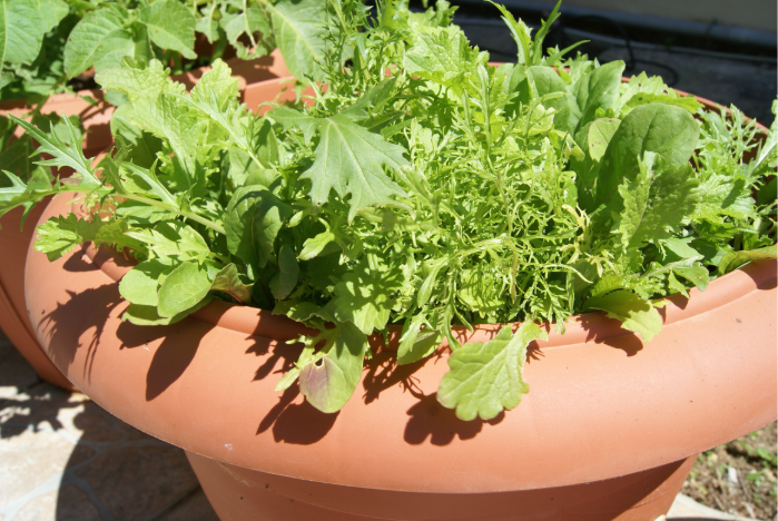 Growing Container Salad Greens | Colorado State University Extension ...