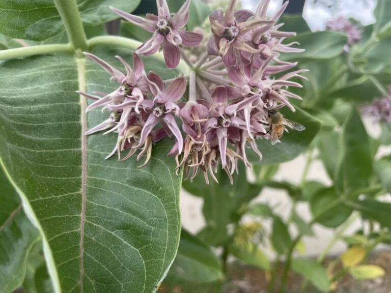 Native Plants | Colorado State University Extension Website