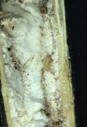 Sunflower Stem Weevil Management | CSU Extension