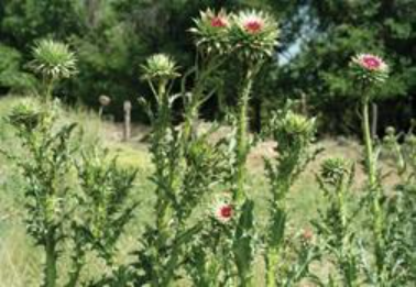Musk Thistle Management | CSU Extension